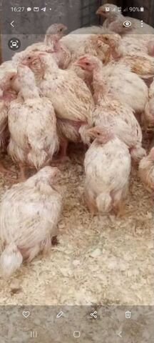 Цыпленок броллер