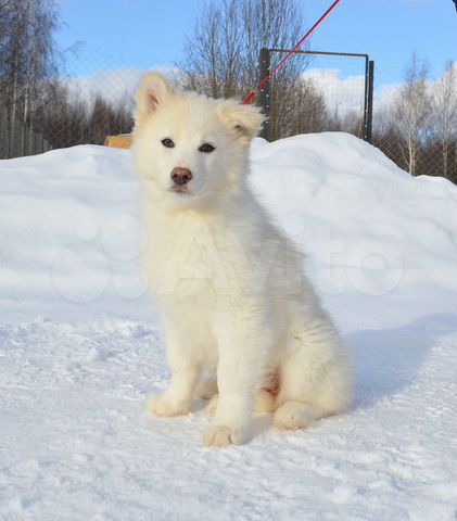 Девочка якутской лайки