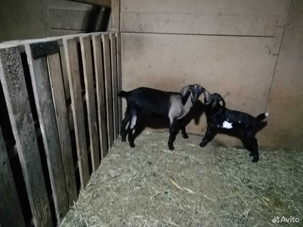 Козлята Нубийцы