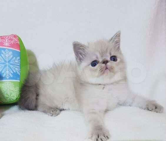 Экзотические ляли