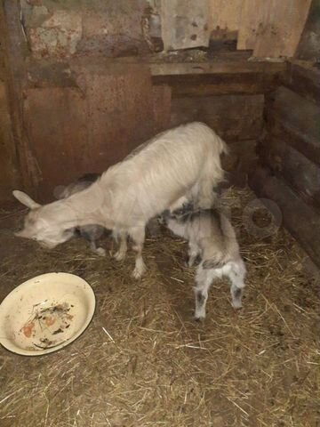 Козы с козлятами