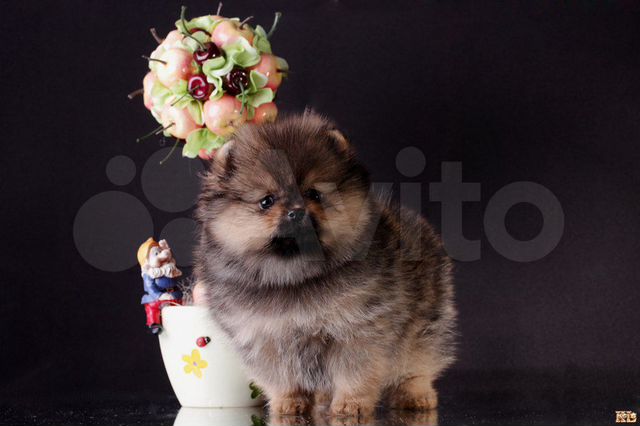 Щенок померанского шица