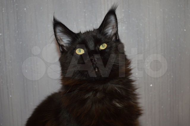 Черный брутальный котенок (кот)
