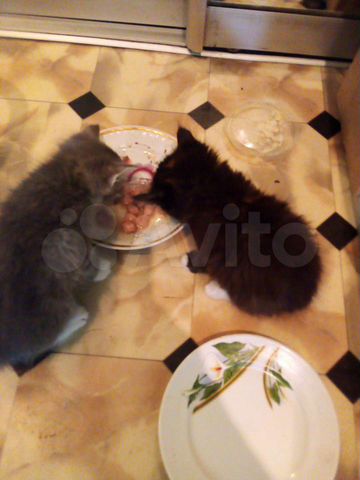 Котенок трехшерсный в добрые руки