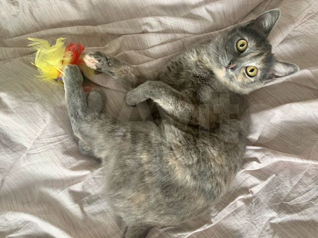 Кошечка в добрые руки