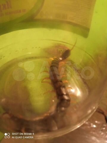 Скалапендра