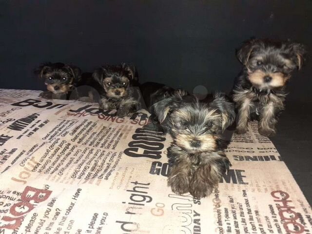 Йоркширский терьер стандарт