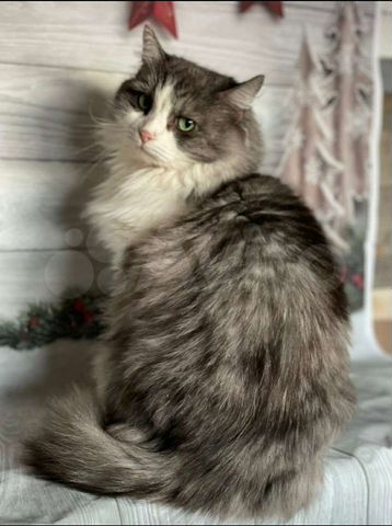 Кошка ищет дом