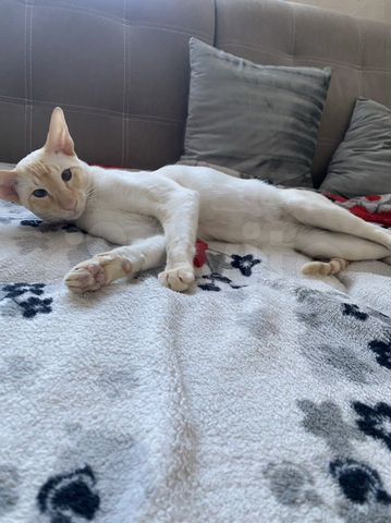 Ориентальный кот