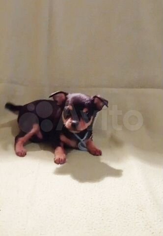 Той-терьер щенки