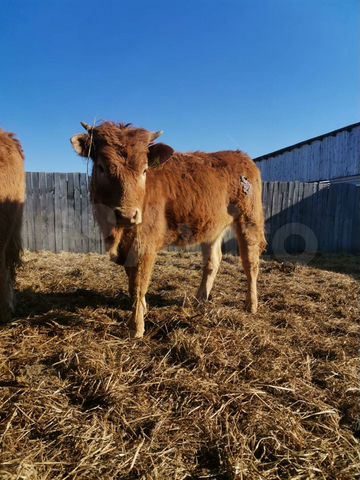 Телки Лимузин