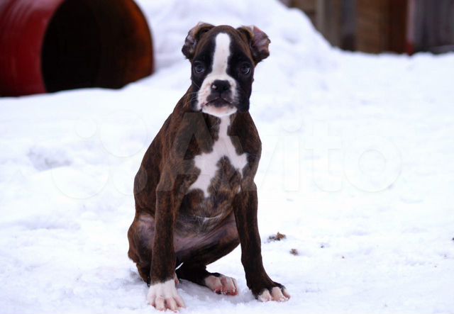 Девочка Боксерочка