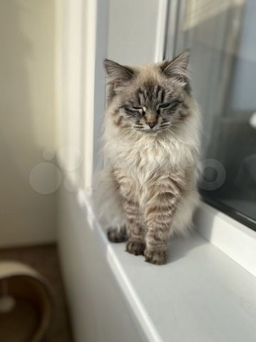 Бирманский кот