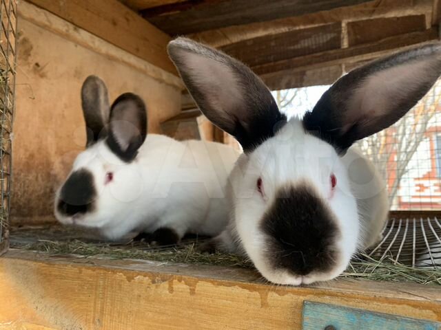 Крольчиха на племя