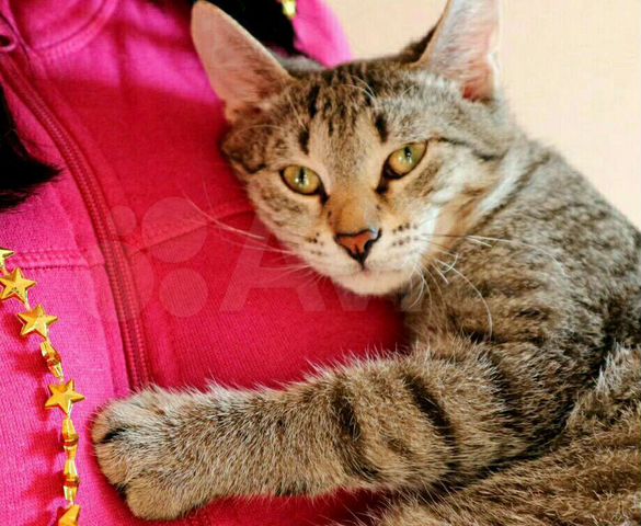 Барсик- любитель обнимашек, 6 месяцев