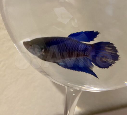 Самка Петушка (курочка)