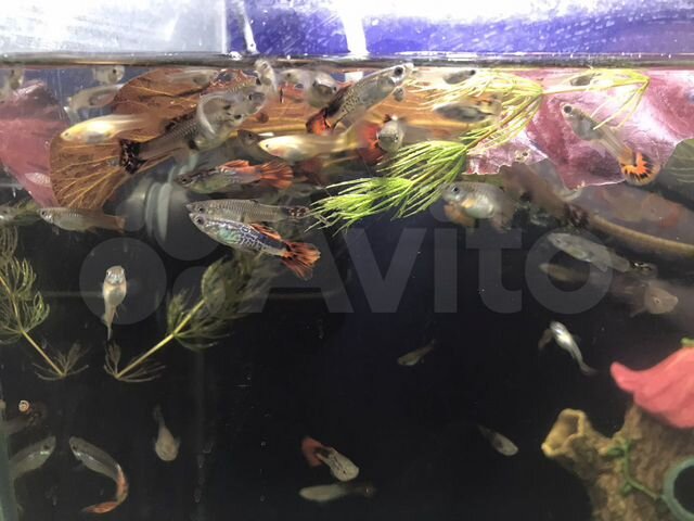 Аквариумные рыбки Гуппи