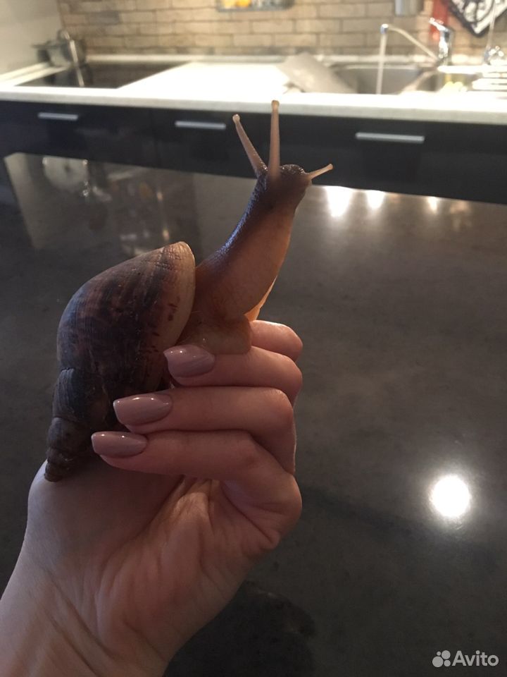 Улитки ахатины бесплатно