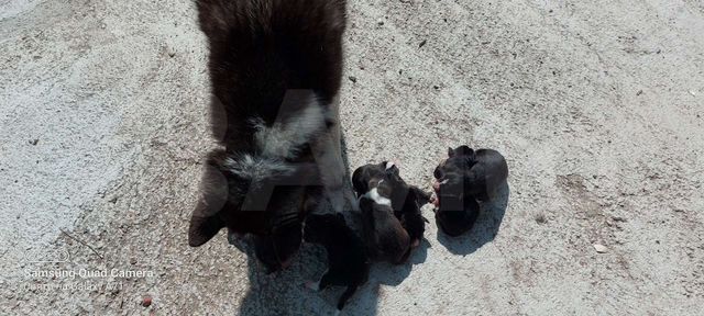 Щенки хаски бесплатно