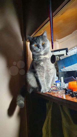 Кошка