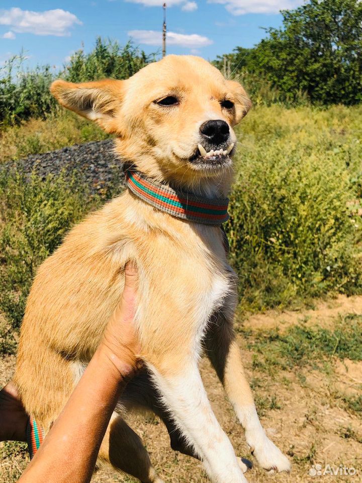 Ищет лучший дом мелкая собачка Мася