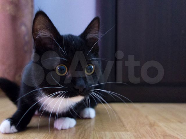 Эльза- очень ласковая черно-белая кошечка