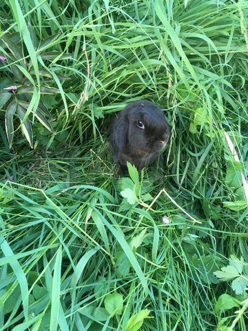 Кролик в добрые руки