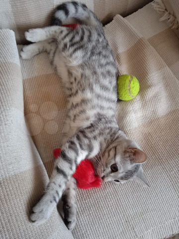 Котенок ищет новую семью