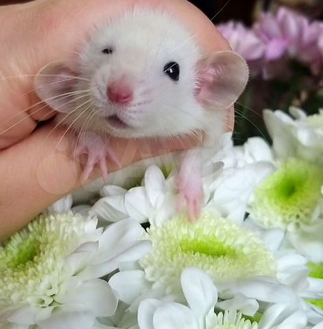 Крысята дамбо домашнего разведения