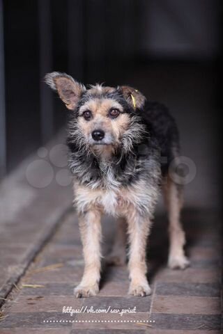 Маленький песик