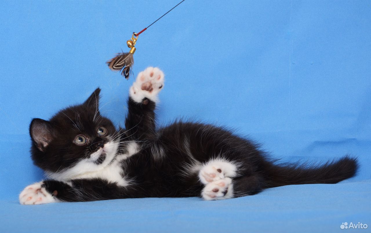 Шотландская девчушка