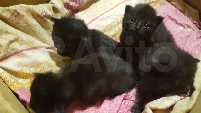 Котята в добрые руки
