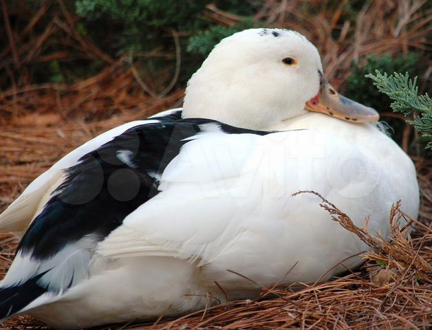 Утка Мулард