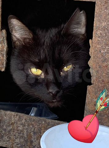 Шикарный черный кот с чарующим взглядом / в дар
