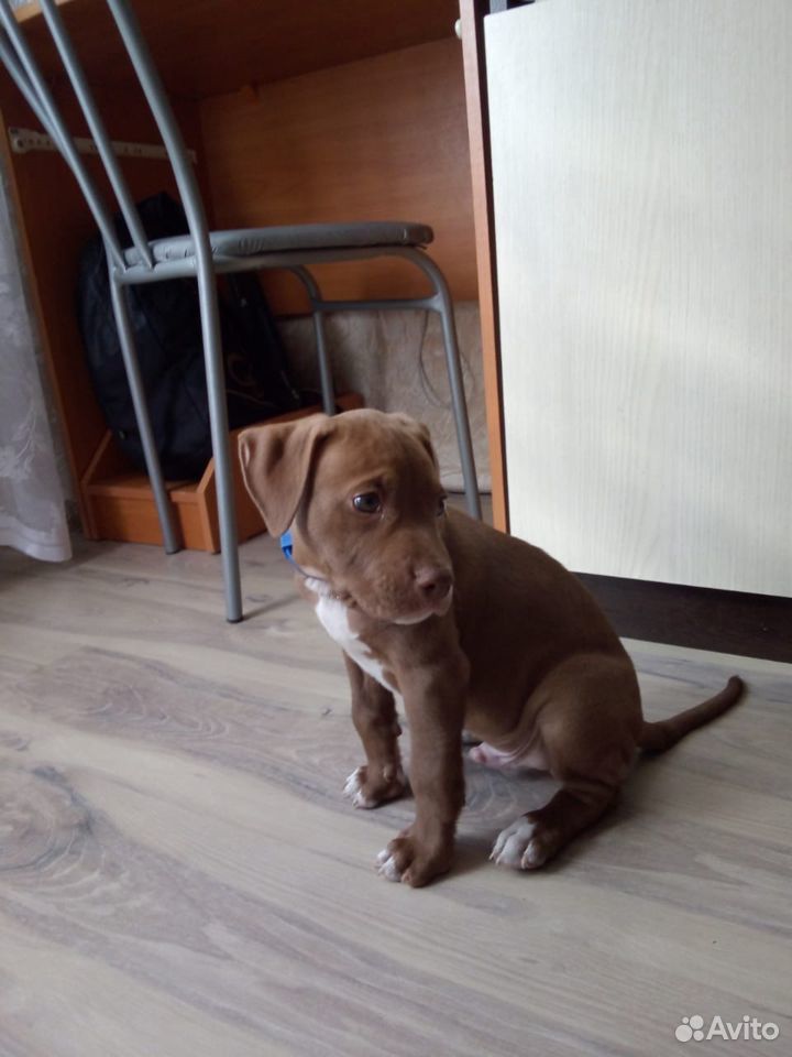 Щенок пидбуль