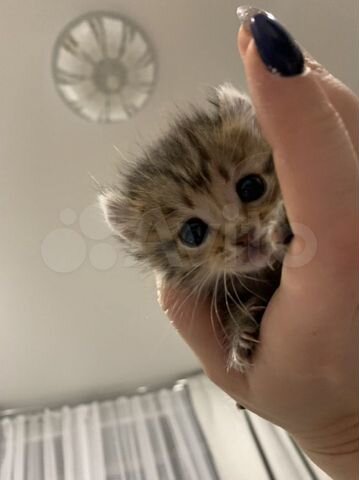 Котенок в добрые руки