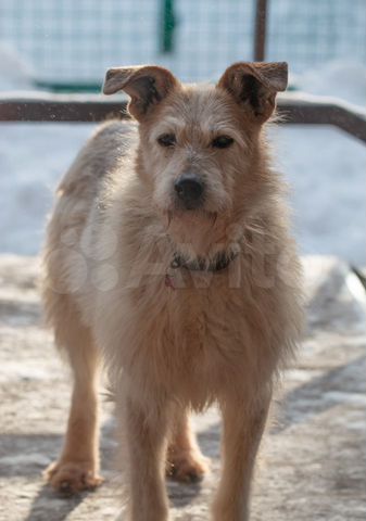 Ласковая бородулька Дженна. Лесной приют