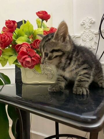 Отдам бесплатно животные