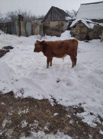 Бычок 7 месяцев
