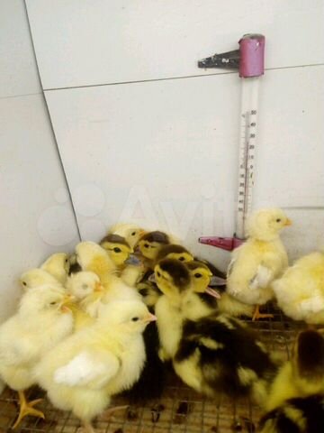 Инкубацыонное яйцо. Цыплята индоутята, гусята