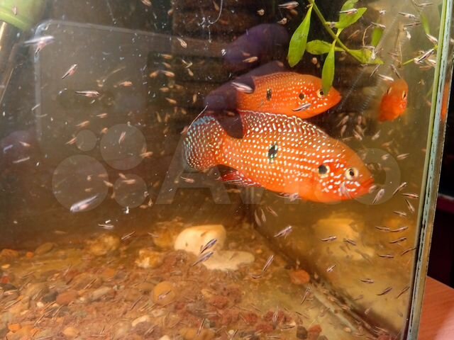 Рыбки: Хромис красавец (Hemichromis bimaculatus)