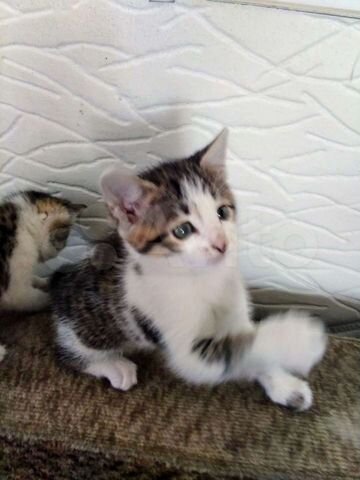 Кошечка Жюли 2 месяца