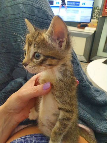 Котёнок Лиса в добрые руки)
