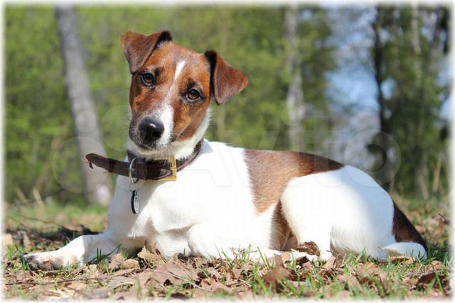 Вязка Фокстерьер(гладкошерстный)