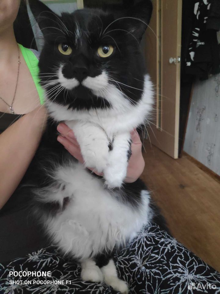 Кот