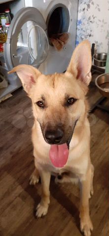 Пес Дружок в добрые руки