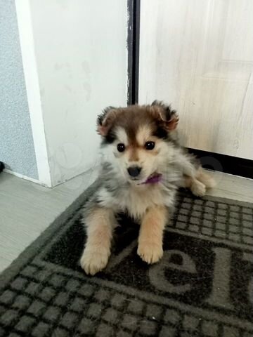 Щенок девочка в добрые руки