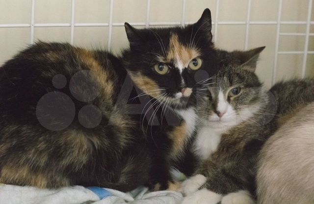 Кошечки: 10 мес и 2 года