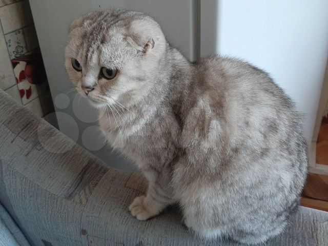 Шотландская