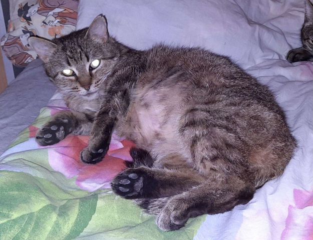 Кошка полосатая, обыкновенная